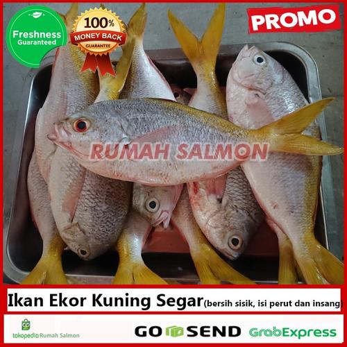 Jual IKAN LAUT EKOR KUNING SEGAR / IKAN SEGAR / FRESH FISH / FRESH ...
