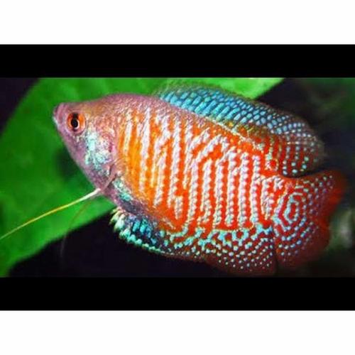 Jual sepat ralis/ikan hias aquascape - Kota Bekasi - Fitri Aquatics ...