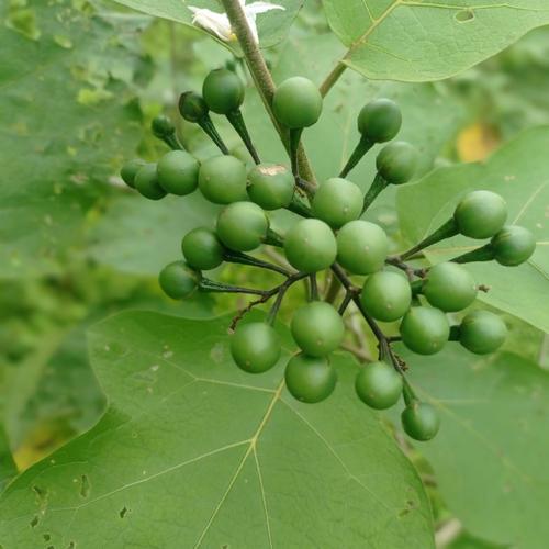 Jual Buah Takokak segar 500 gr / Tekokak (solanum torvum) - Jakarta ...