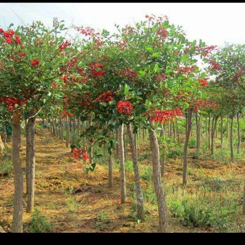 Jual pohon dadap merah termurah - Kab. Bogor - nursery pohon | Tokopedia