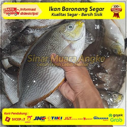 Jual PROMO Ikan Baronang Laut Segar untuk Bakaran / Rabbitfish FRESH 1 ...