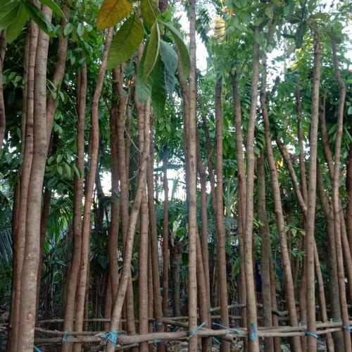 Jual pohon mahoni 4 meter - Kab. Bogor - nursery pohon | Tokopedia