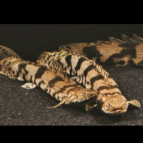 Jual ikan dragon palmas endlicheri, ikan naga, predator dan tankmate ...