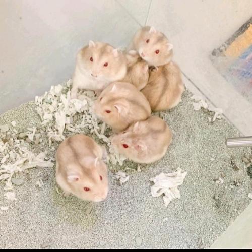 Jual hamster winter white argente (kirim sejawa barat) - winter argente ...