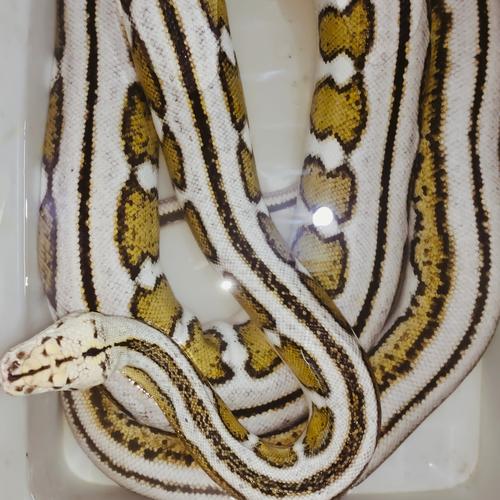 Jual ular jinak. super Tiger motlay platynum. ular hias dan cakep ...