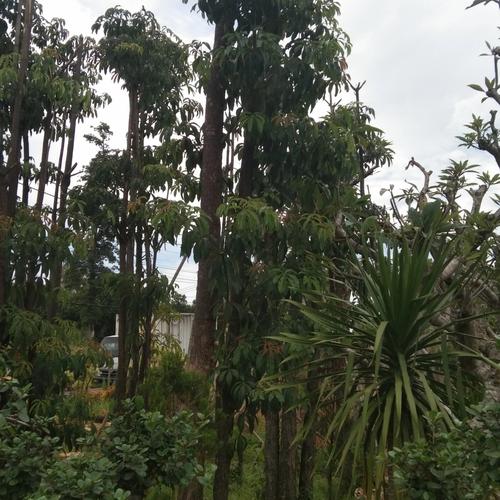 Jual pohon pule bercabang - Kab. Bogor - nursery pohon | Tokopedia