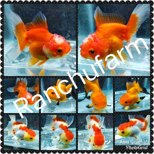 Jual Baby Oranda Goldfish mas koki oranda Lucu Sehat Gemuk Menggemaskan ...