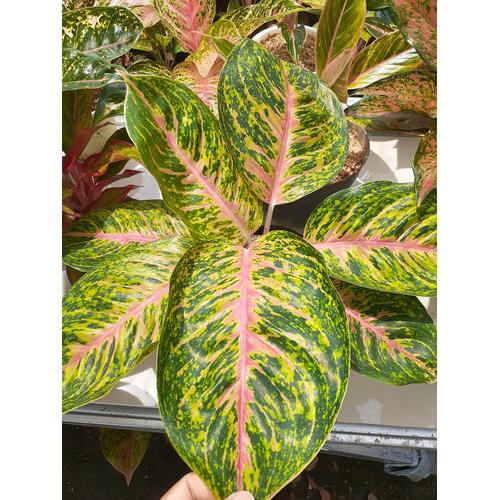 Jual Aglonema BIG PAPA akar lebat daun sehat - Kab. Deli Serdang ...