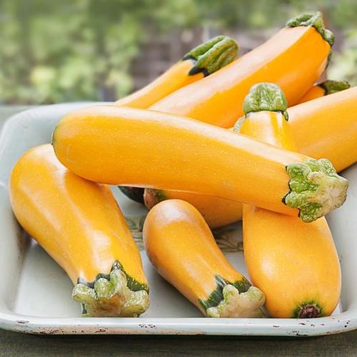 Jual Bibit Benih Biji Zuchinni Kuning Gold - Golden Zucchini Summer ...