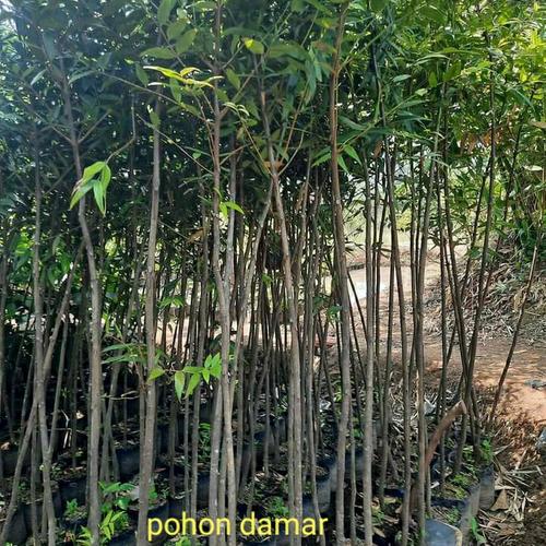 Jual pohon damar 2 m - Kab. Bogor - nursery pohon | Tokopedia