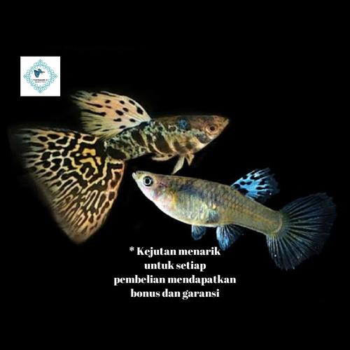 Jual Ikan Hias Air Tawar Yellow Tiger King Cobra - betina - Kota Depok - Fishtreasure. id ...