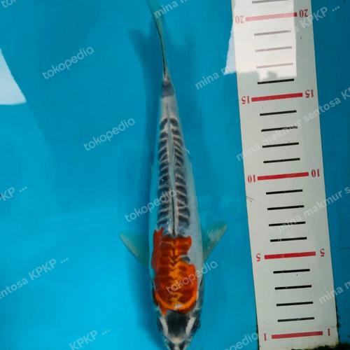 Jual Ikan koi jenis kiko ukuran 20cm up - Jakarta Selatan - mina makmur ...