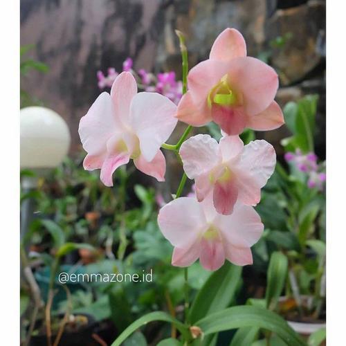 Jual Anggrek dendrobium Dewasa Airy Peach Hybrid sudh knop - Kab. Bogor - asyafia-flora | Tokopedia