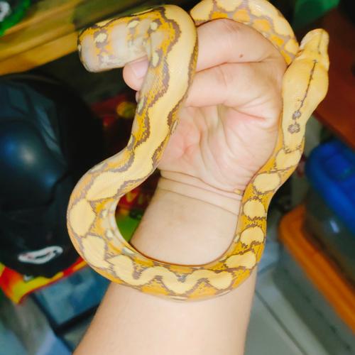 Jual ular albino jinak. ular hias. - Kab. Bogor - alsatra | Tokopedia