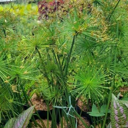 Jual Tanaman Air Papyrus Cyperus Cleopatra - Kota Batu - Rocketfield ...