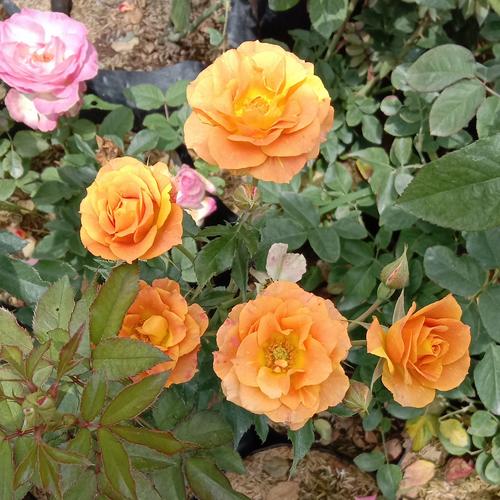 Jual Bunga mawar lokal (jenis-jenis mawar flory/spray) - Green ice, 1 ...