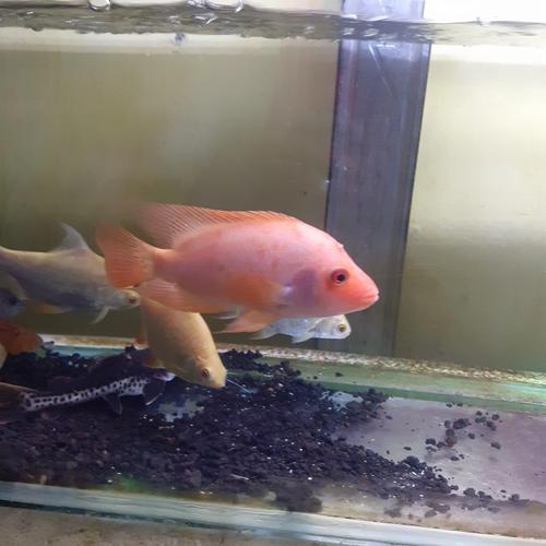Jual ikan red fire fish - Jakarta Selatan - ARB PLAN SCAPE | Tokopedia