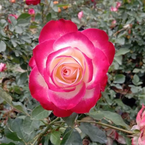 Jual Bunga mawar lokal (macam-macam jenis mawar lokal) - Pink holland ...