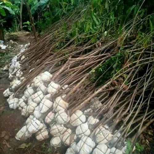 Jual pohon bintaro 2,5 m - Kab. Bogor - nursery pohon | Tokopedia