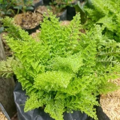 Jual Tanaman gantung Pakis Embun /Bibit Pakis Embun Bunga Pakis - Kota ...