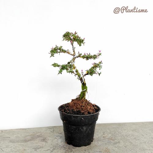 Jual Pink Snowrose Bonsai | Serissa Japonica Tree of a 1000 Stars ...