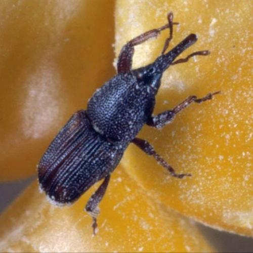 Jual Kutu/hama Jagung /Sitophilus zeamais/ maize weevil hidup - Kab ...
