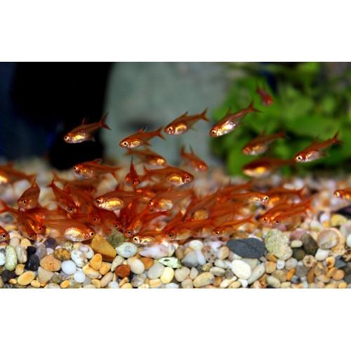 Jual Amandae Tetra Hyphessobrycon amandae Amandae - Jakarta Selatan ...