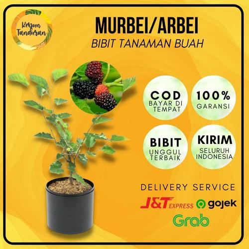 Jual Pohon Hidup Buah Murbei / Besaran -Bibit Hidup Bukan Biji- Murah ...
