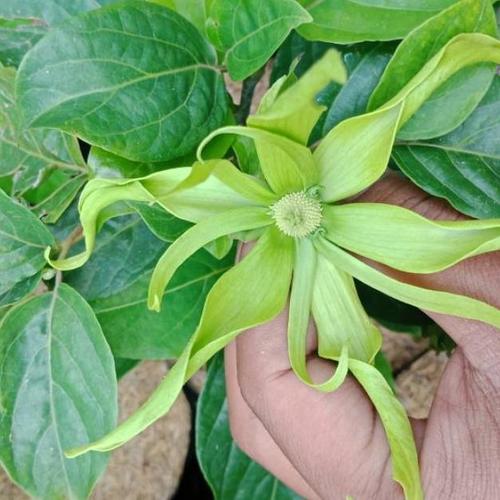 Jual Bibit bunga kantil kenanga - Kota Depok - Toko_Ijho | Tokopedia