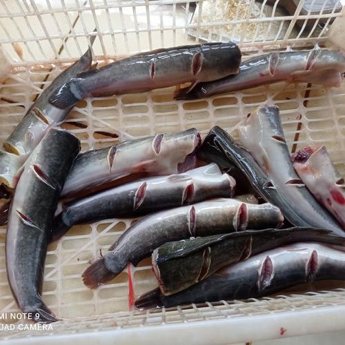 Jual Ikan lele - Ikan Lele Segar 1 kg - Kota Tangerang Selatan - tesla ...