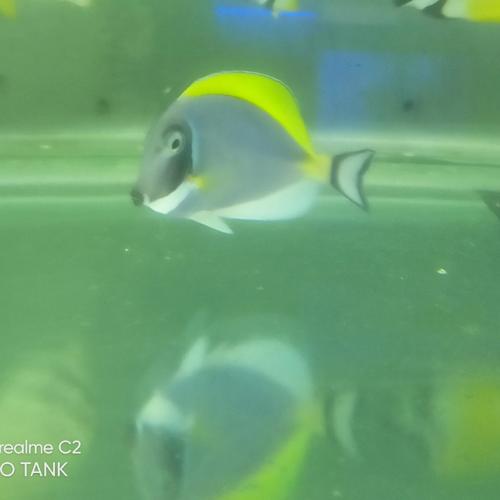 Jual ikana botana biru - Jakarta Pusat - NANO TANK | Tokopedia