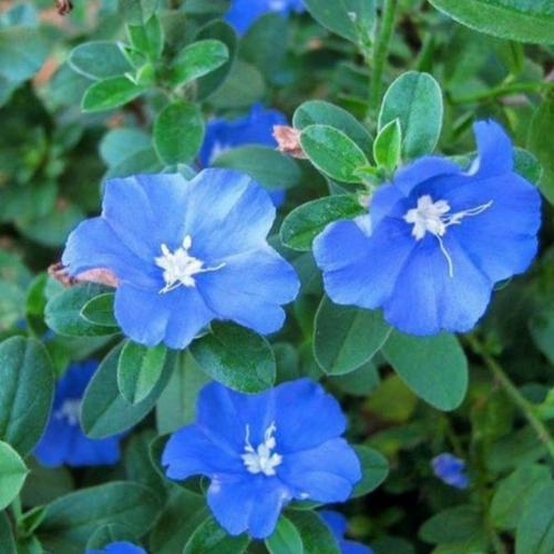 Jual tanaman hias bunga baby blue eyes - Kota Depok - kharapedia ...