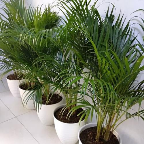 Jual Tanaman Pohon Palem / Palm Kuning Ukuran Sedang + Pot Putih Tawon ...