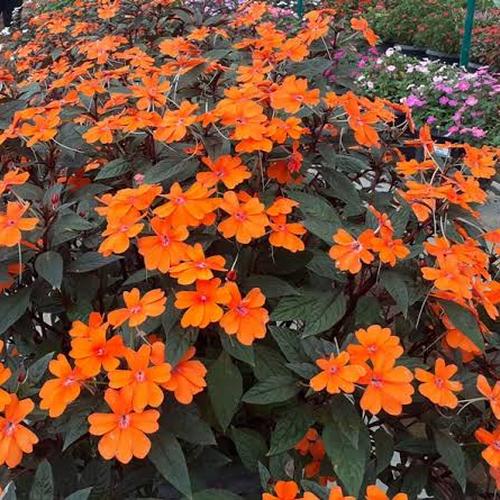 Jual Tanaman Hias Impatiens bunga orange / pacar air orange - Kota Batu ...