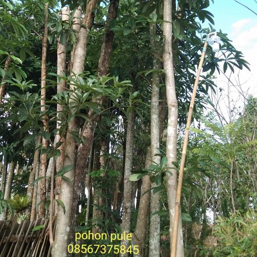 Jual pohon pule besar tanaman - Kab. Bogor - nursery pohon | Tokopedia