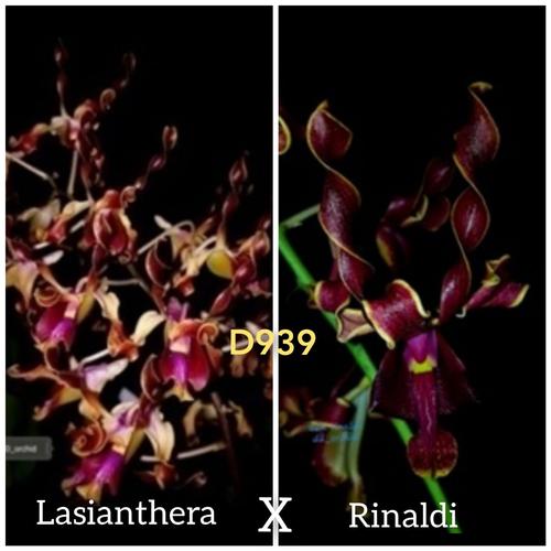 Jual Dendro kriting silangan Lasianthera X Rinaldi - Kab. Kediri - dara ...