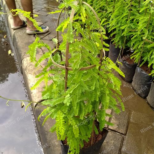 Jual tanaman saga/daun saga/tanaman herbal/tanaman obat - Jakarta Timur ...