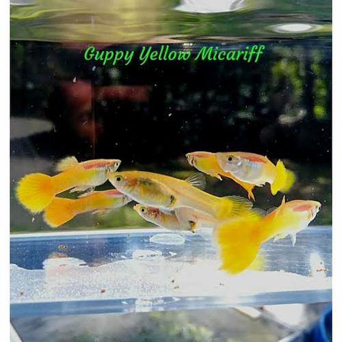 Jual Ikan hias guppy yellow micariff - Male - Kota Palembang - Richie Guppy Betta Farm | Tokopedia