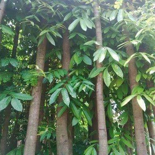 Jual pohon mahoni besar - Kab. Bogor - nursery pohon | Tokopedia