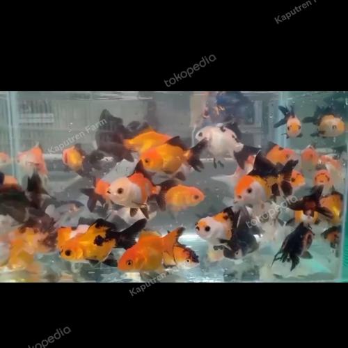 Jual Ikan Mas Koki Panda 3 Color - Kab. Bekasi - Kaputren Farm | Tokopedia