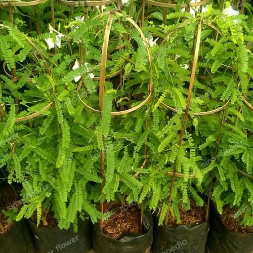 Jual tanaman saga herbal/daun saga/tanaman herbal/saga di keranjang ...