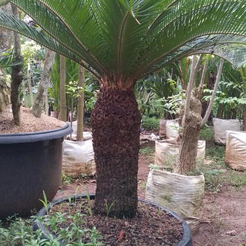 Jual pohon paleem sikas bonsai batang besar jumbo daun rimbun - Kab ...