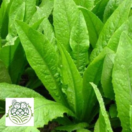Jual SAYUR SELADA WANGI / SIOMAK ORGANIK 200 Gram - Kota Surabaya ...