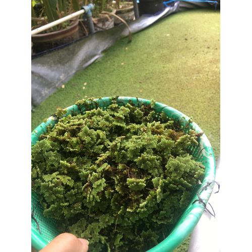 Jual bibit azolla microphylla pakan terbaik unggas dan ikan termurah ...