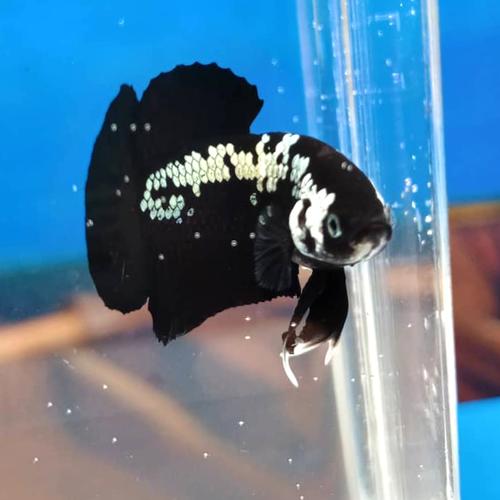 Jual Ikan cupang Male/fml black samurai size s+ - female, S - Kota ...