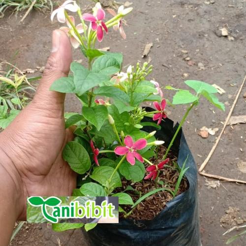 Jual Tanaman Hias Bunga Melati Belanda Pink Bibit Pohon Holland ...