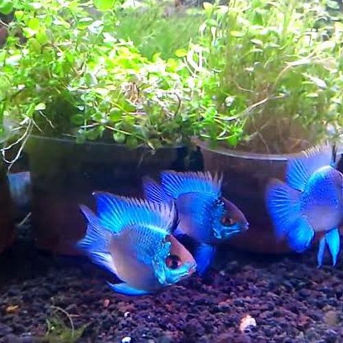 Jual ikan blue elektrik / ikan air tawar / ikan aquascape - Kota Depok ...