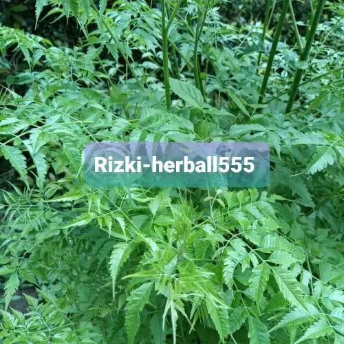 Jual daun mimba atau Mindi segar 1kg - Kab. Bandung Barat - Rizki ...