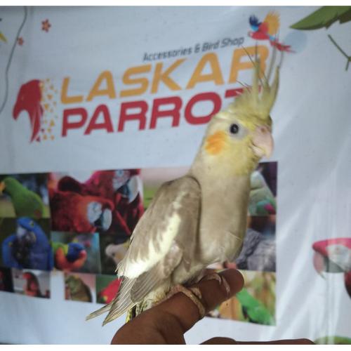 Jual Burung Falk Jinak Jantan Skill - Kota Bekasi - Laskar Parrot ...
