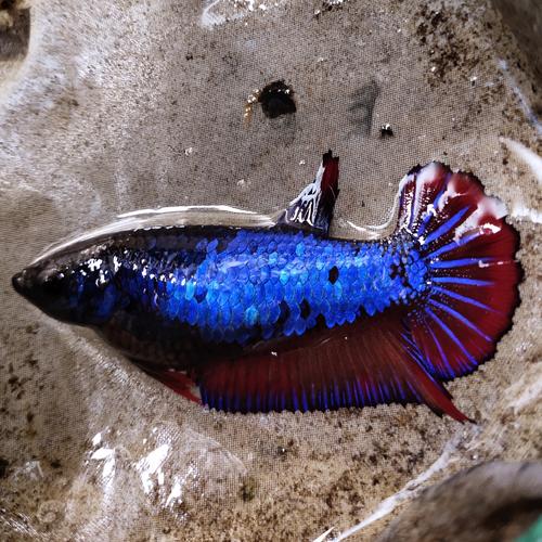 Jual ikan cupang female cantik line avatar gordon B514 - Jakarta ...